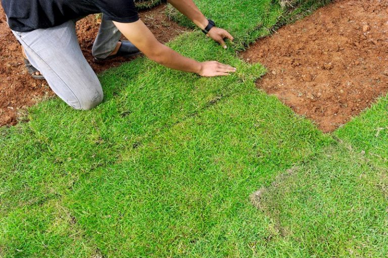 Do You Want A Rich Green Lawn Learn When To Fertilize New Sod do-you-want-a-rich-green-lawn-learn-when-to-fertilize-new-sod